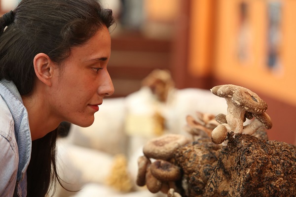 Gaceta :: Está cerca el Octavo Festival Universitario del Hongo