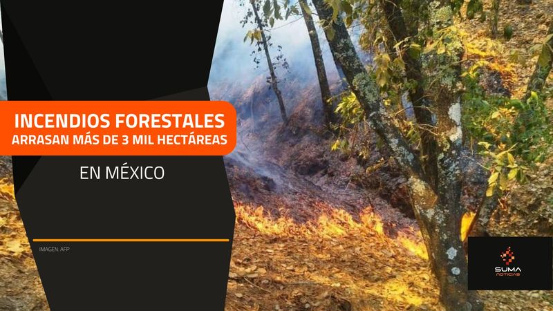 SUMA Noticias - Incendios forestales arrasan más de 3 mil hectáreas en ...